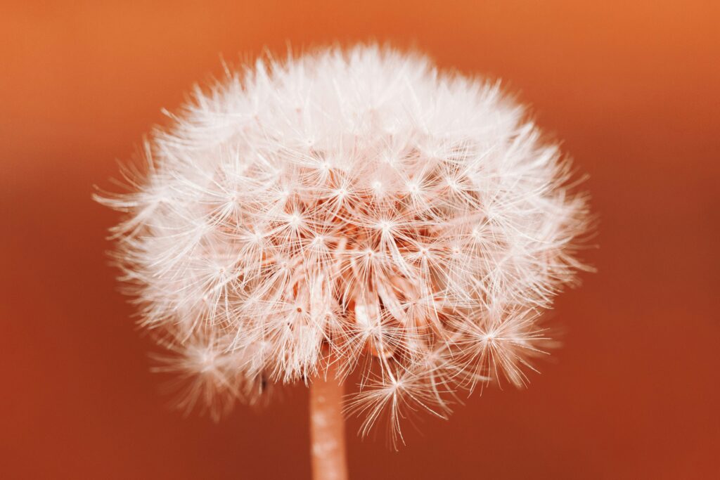 Scattered and Borne Aloft: On Dandelions, Dumplings, and the Idea of ...